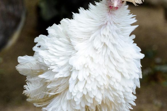 Splat – Fun and Games .org